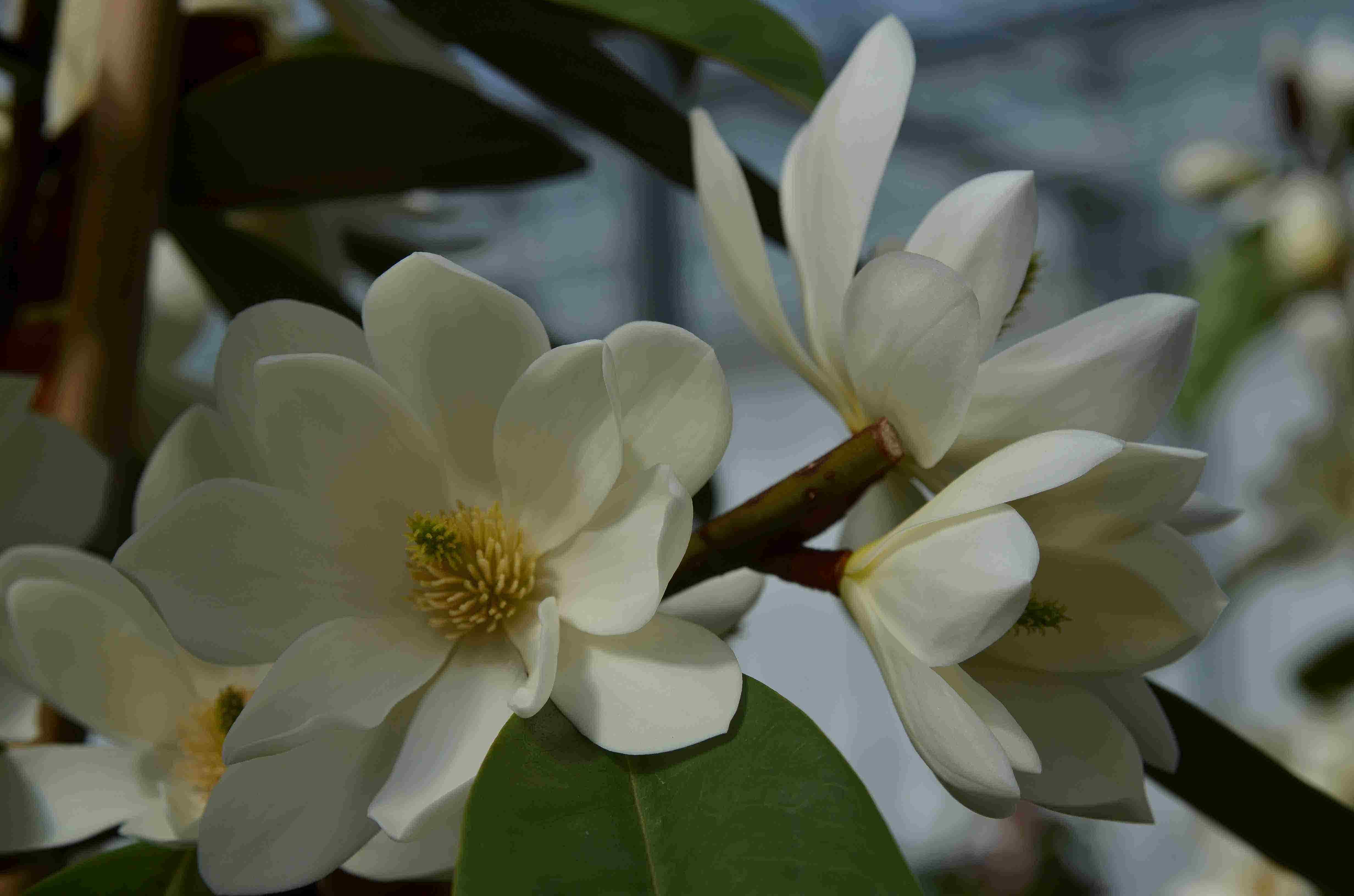 Michelia 'Fairy Magnolia White' | Directplant