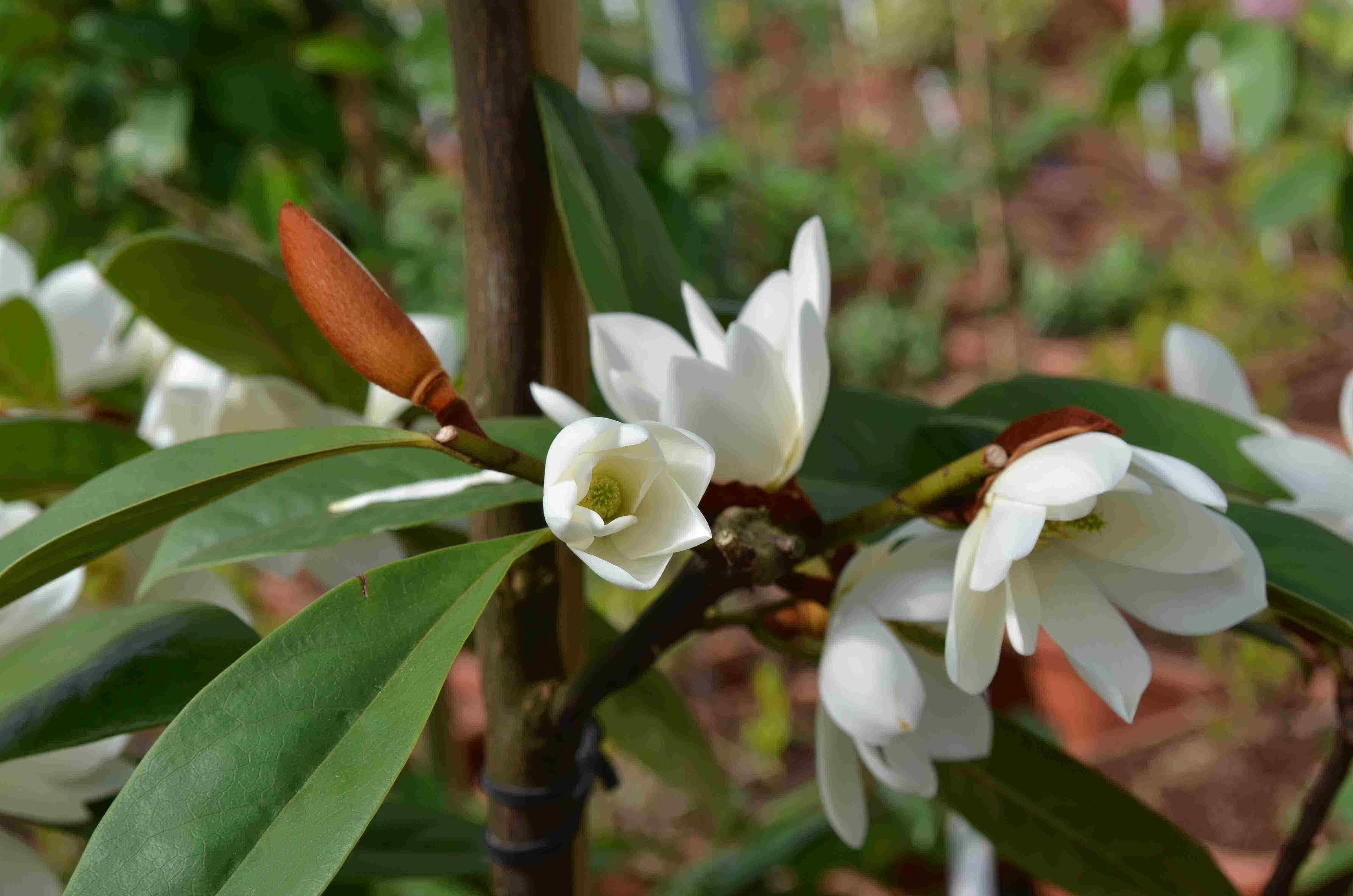 Michelia 'Fairy Magnolia White' | Directplant