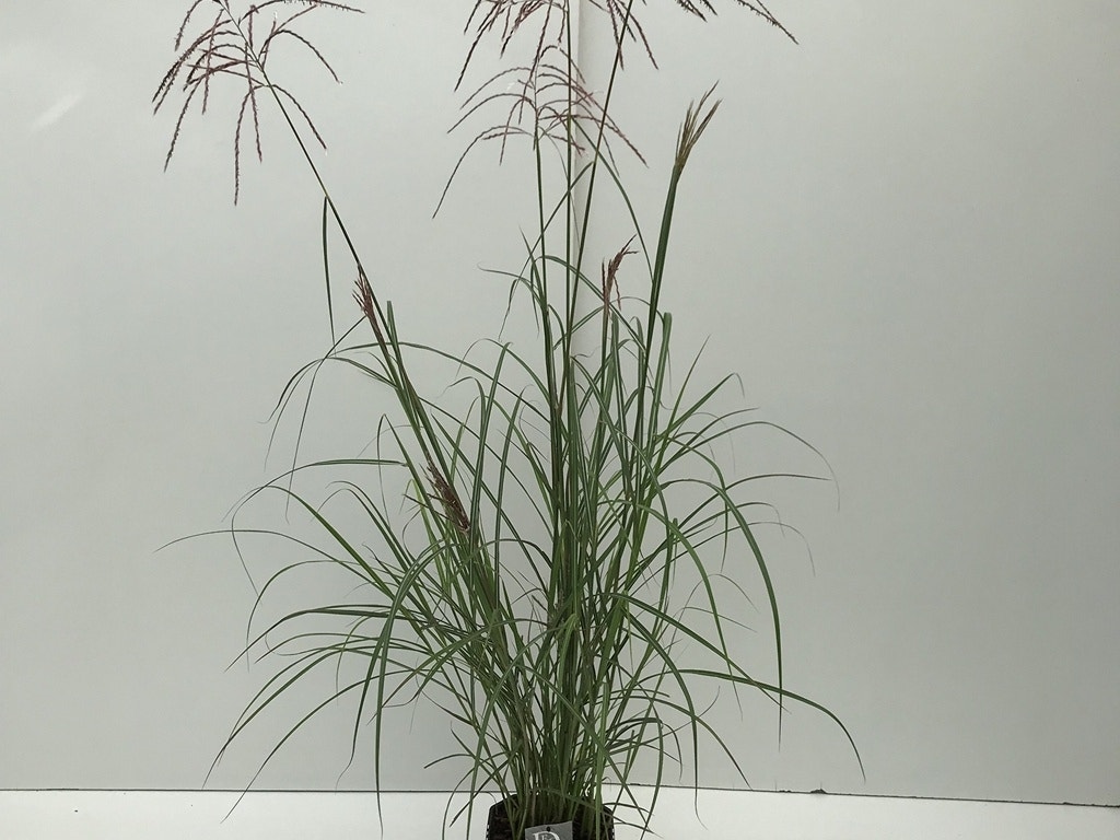 Chinees riet / sierriet (Miscanthus sinensis 'Ferner Osten') | Directplant