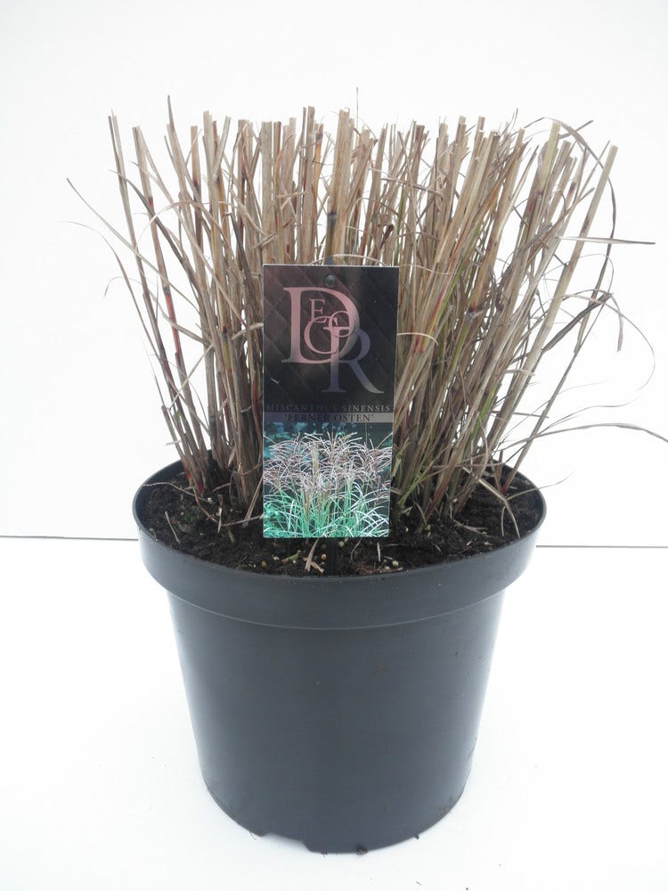 Chinees riet / sierriet (Miscanthus sinensis 'Ferner Osten') | Directplant