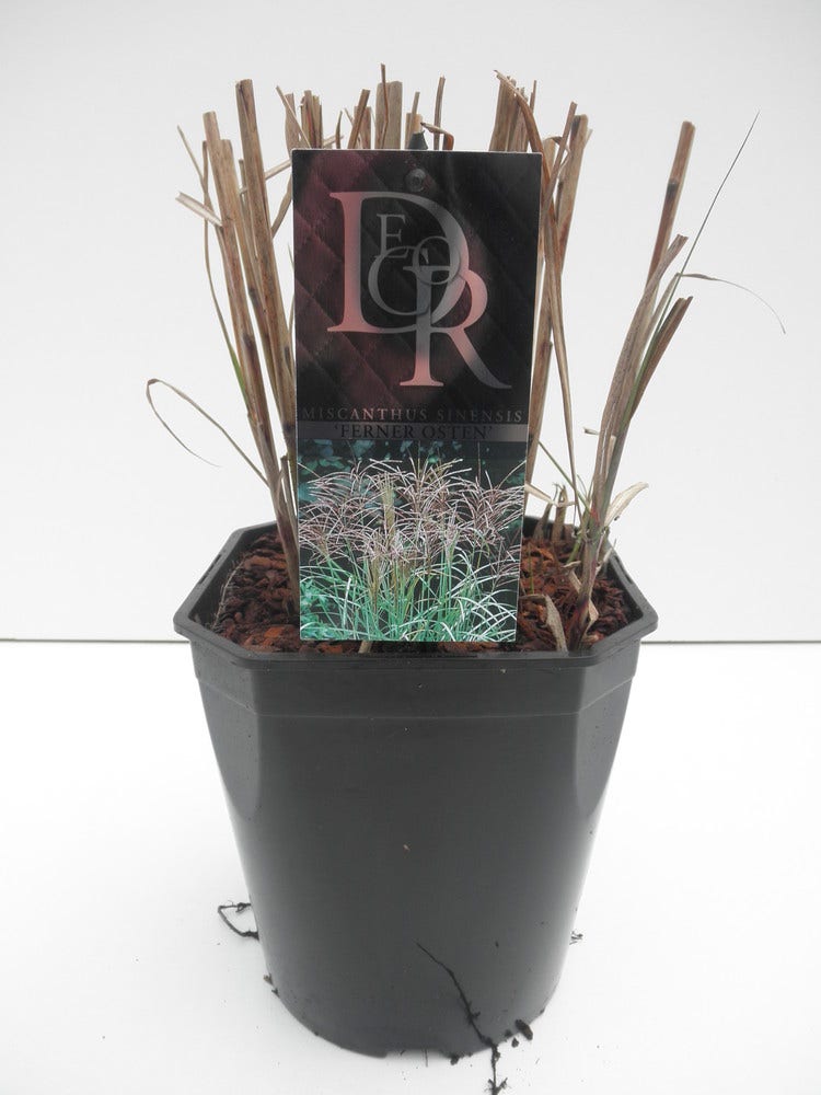 Chinees riet / sierriet (Miscanthus sinensis 'Ferner Osten') | Directplant