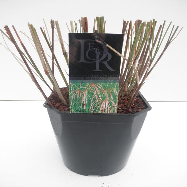 Prachtriet, Olifantgras (Miscanthus sinensis 'Flamingo')