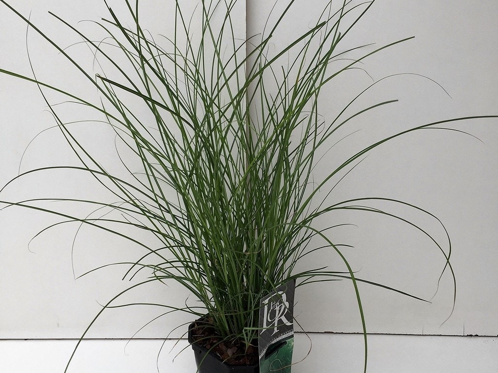 Chinees riet/sierriet (Miscanthus sinensis 'Gracillimus') | Directplant