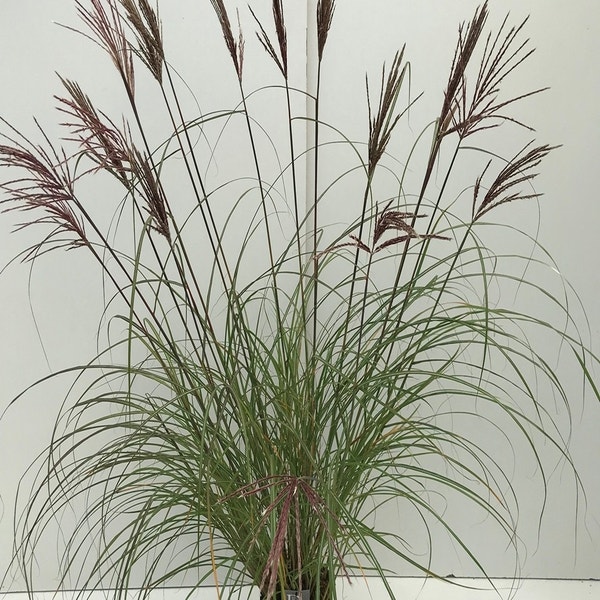 Miscanthus 'Red Chief' (chinees riet) kopen met groeigarantie?