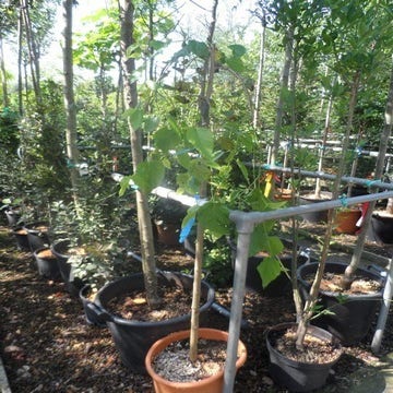 Moerbei als treurboom (Morus alba 'Pendula')