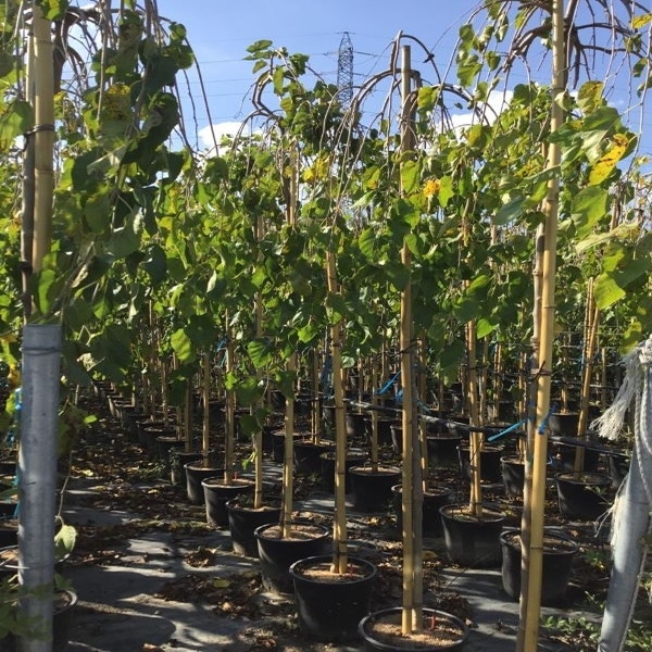 Moerbei als treurboom (Morus alba 'Pendula')