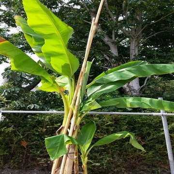 Bananenboom (Musa basjoo)
