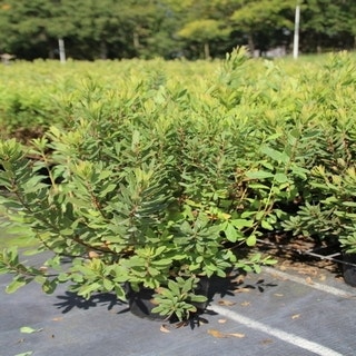 Gagel (Myrica gale) | Directplant