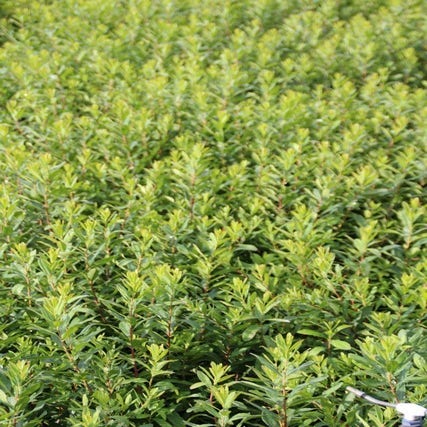 Gagel (Myrica gale)