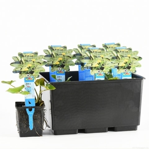 Gele plomp (Nuphar lutea)