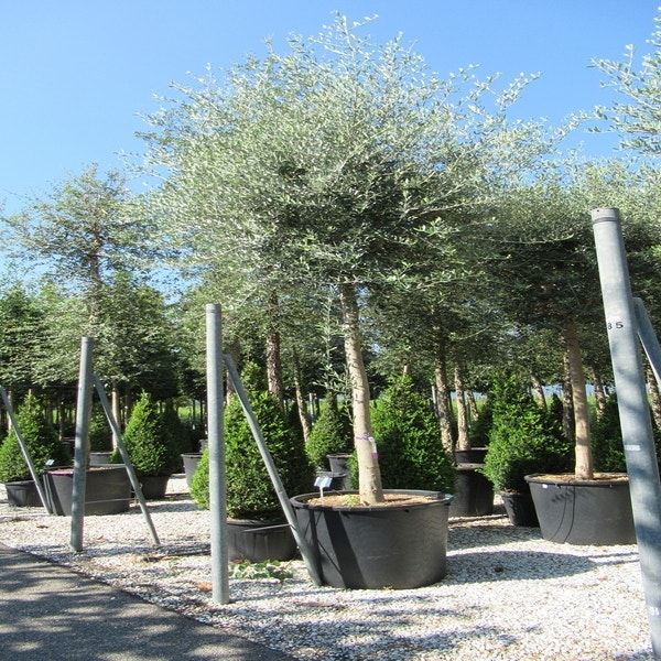 Olijfboom (Olea europaea )