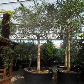 Olijfboom (Olea europaea )