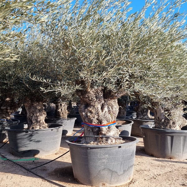 Grote Olijfboom, stamomtrek 100/125cm (Olea europaea)