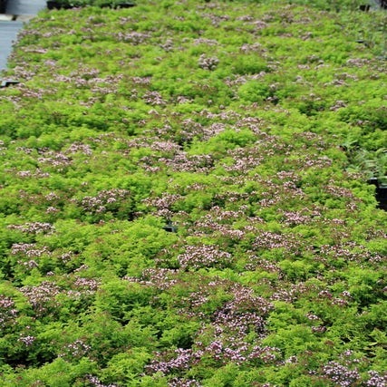 Majoraan/marjolein (Origanum vulgare 'Compactum') | Directplant
