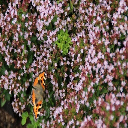 Majoraan/marjolein (Origanum vulgare 'Compactum') | Directplant