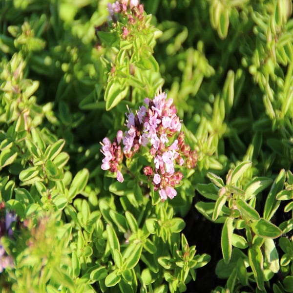 Majoraan/marjolein (Origanum vulgare 'Compactum')