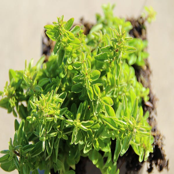 Majoraan/marjolein (Origanum vulgare 'Compactum')