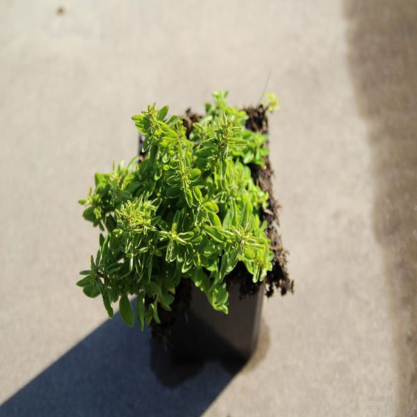 Majoraan/marjolein (Origanum vulgare 'Compactum')