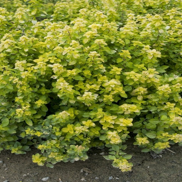 Majoraan/marjolein (Origanum vulgare 'Aureum')