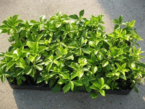 Pachysandra (Pachysandra terminalis) | Directplant