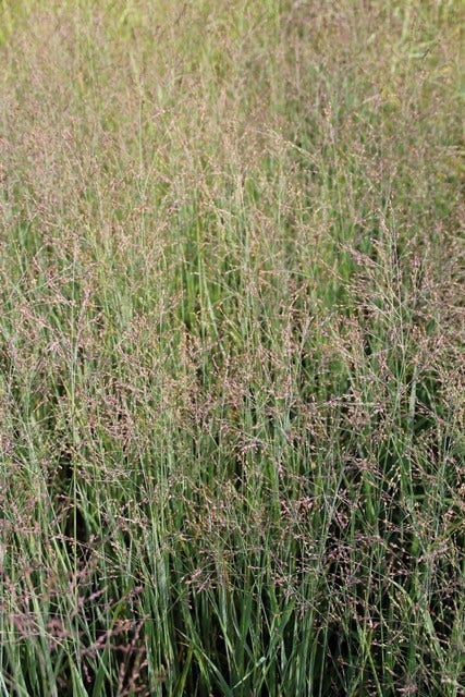 Vingergras (Panicum virgatum 'Heavy Metal') | Directplant