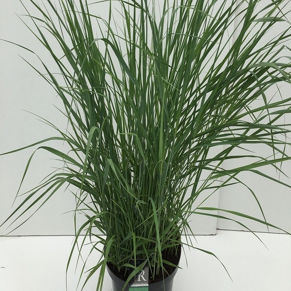 Vingergras (Panicum virgatum 'Prairie Sky')