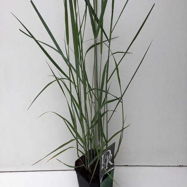 Vingergras (Panicum virgatum 'Prairie Sky')