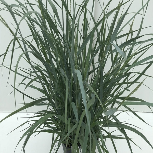Vingergras (Panicum virgatum 'Prairie Sky')