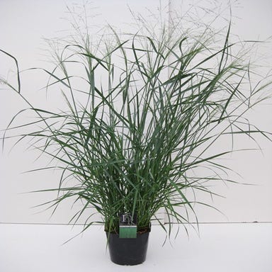 Vingergras (Panicum virgatum 'Prairie Sky')