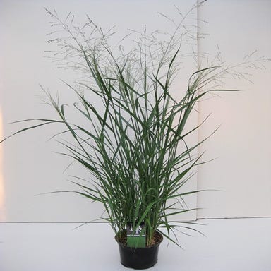 Vingergras (Panicum virgatum 'Prairie Sky')