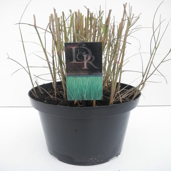 Vingergras (Panicum virgatum 'Prairie Sky')