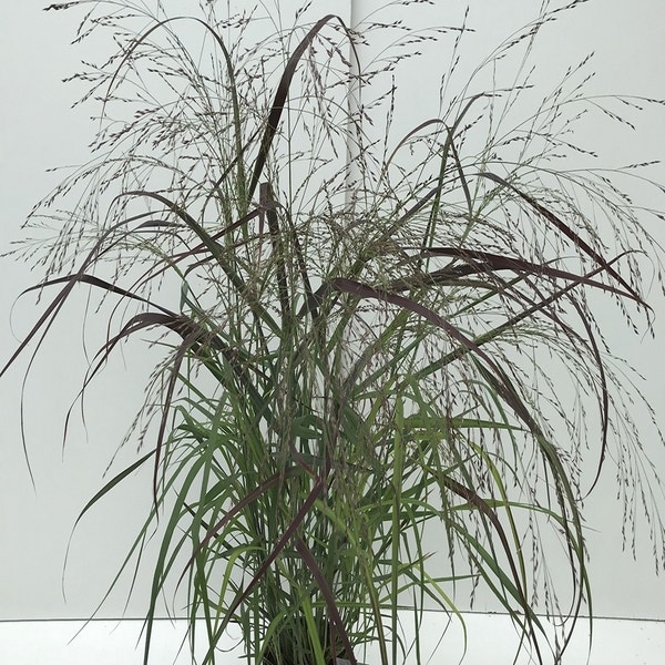 Vingergras (Panicum virgatum 'Squaw')