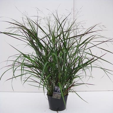 Vingergras (Panicum virgatum 'Squaw')