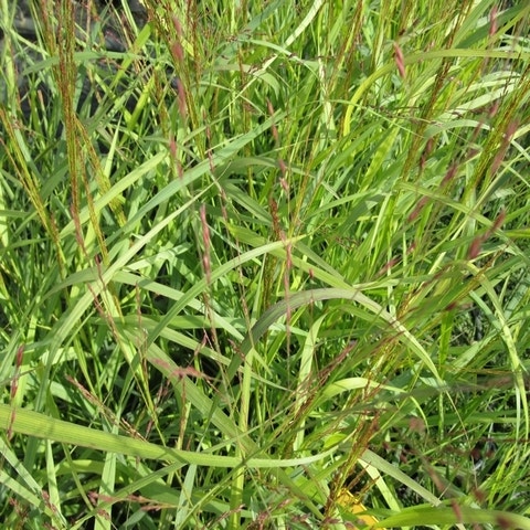 Vingergras (Panicum virgatum 'Heavy Metal')