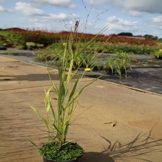 Vingergras (Panicum virgatum 'Rehbraun')