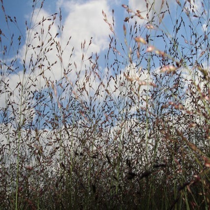 Vingergras (Panicum virgatum 'Squaw')