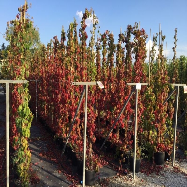 Wilde wingerd kopen? Parthenocissus Engelmannii met garantie