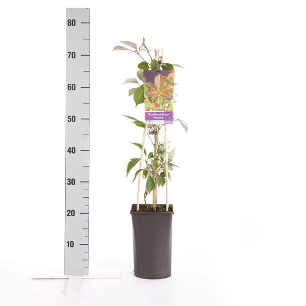 Wilde wingerd (Parthenocissus 'Henryana')