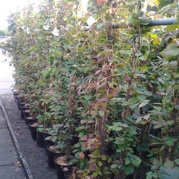 Wilde wingerd (Parthenocissus tricuspidata 'Veitch Boskoop')