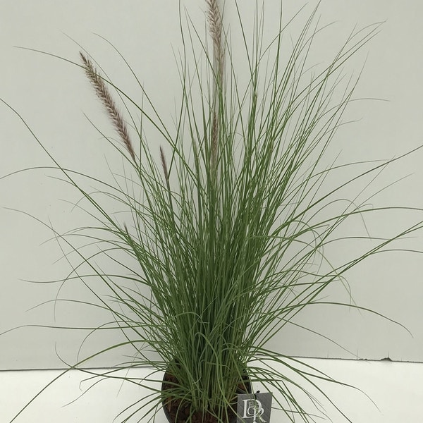Lampepoetsersgras (Pennisetum 'Rupelli')