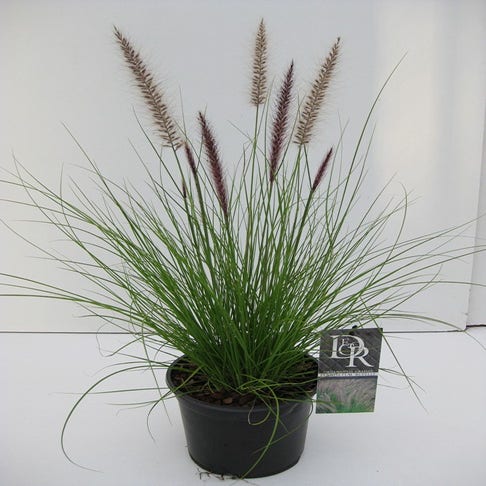 Lampepoetsersgras (Pennisetum 'Rupelli')