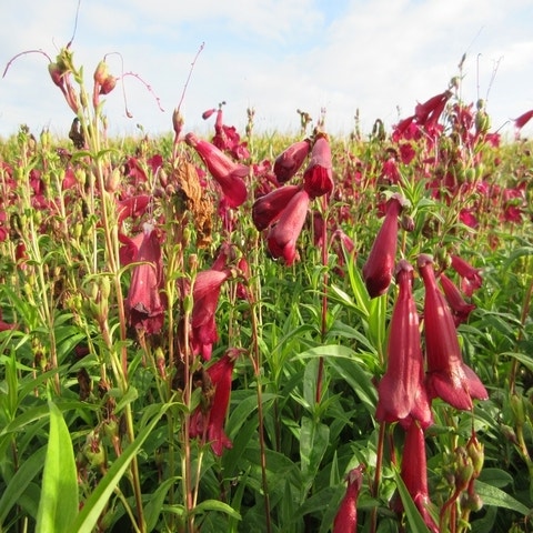 Schildpadbloem (Penstemon 'Rich Ruby')