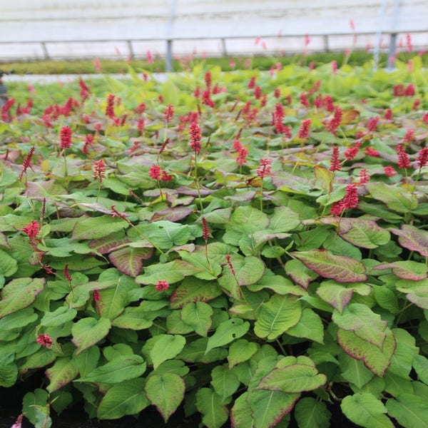 Duizendknoop (Persicaria amplexicaulis 'Taurus')
