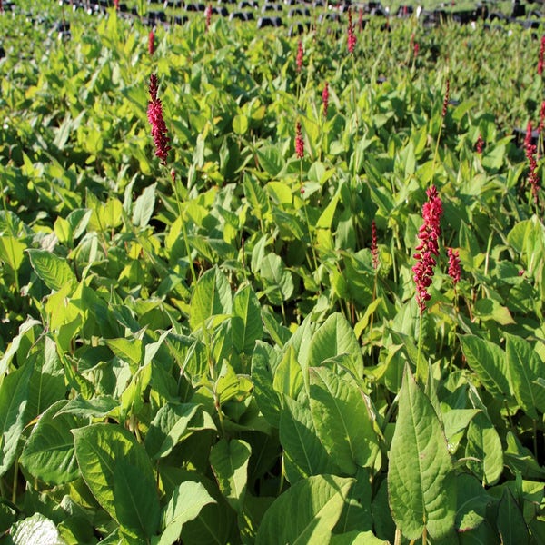 Duizendknoop (Persicaria amplexicaulis 'Taurus')