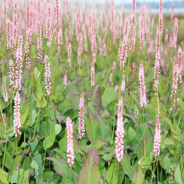 Duizendknoop (Persicaria amplexicaulis 'Rosea')