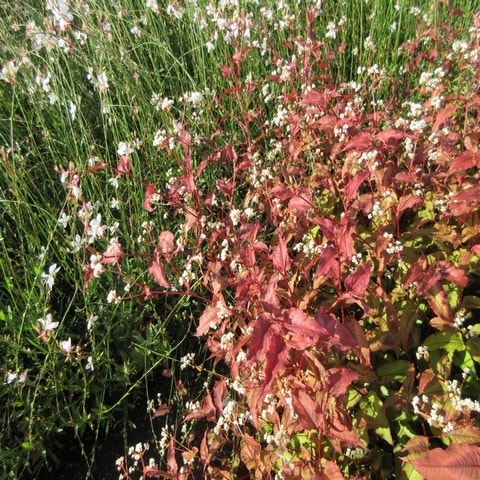 Duizendknoop (Persicaria microcephala 'Red Dragon')
