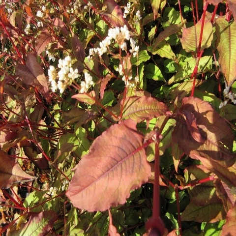 Duizendknoop (Persicaria microcephala 'Red Dragon')
