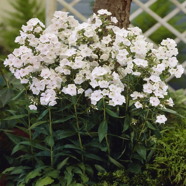 Vlambloem (Phlox maculata 'Omega')