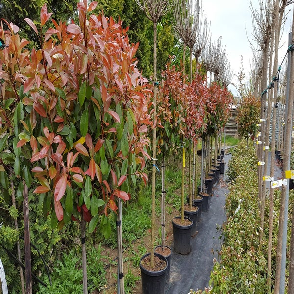 Glansmispel op stam (Photinia fraseri 'Red Robin')