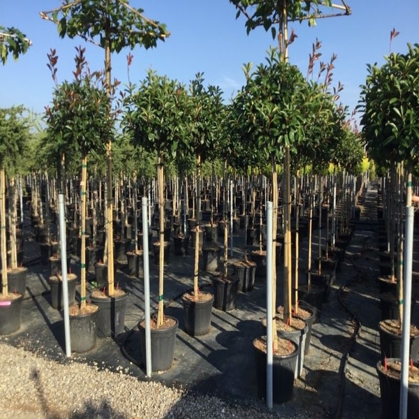 Glansmispel op stam (Photinia fraseri 'Red Robin')